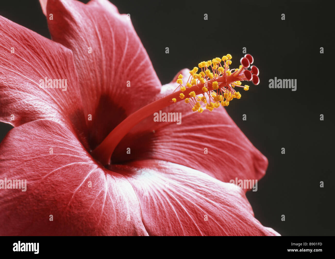 single red flower Stock Photo - Alamy
