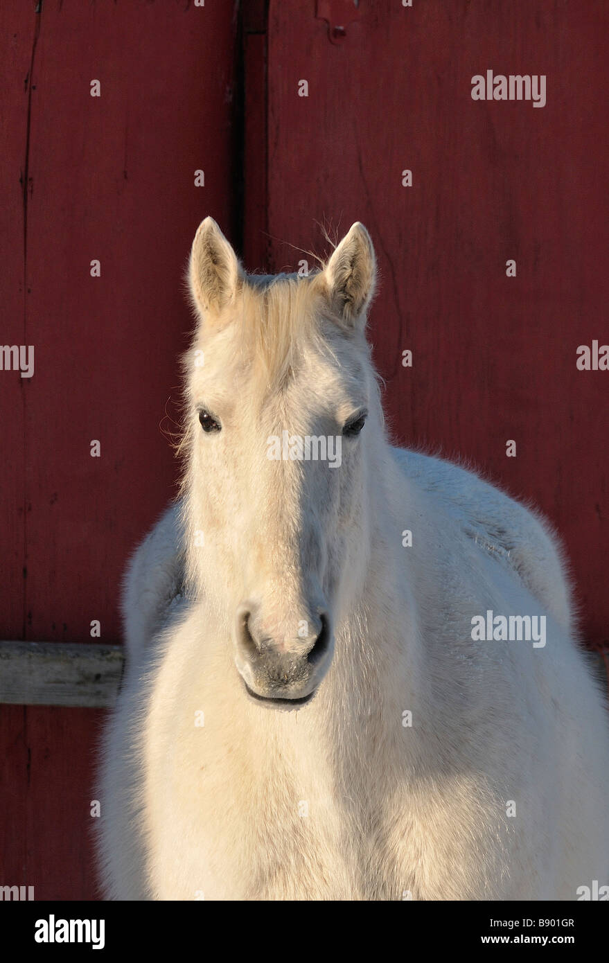 Horse front view hi-res stock photography and images - Alamy