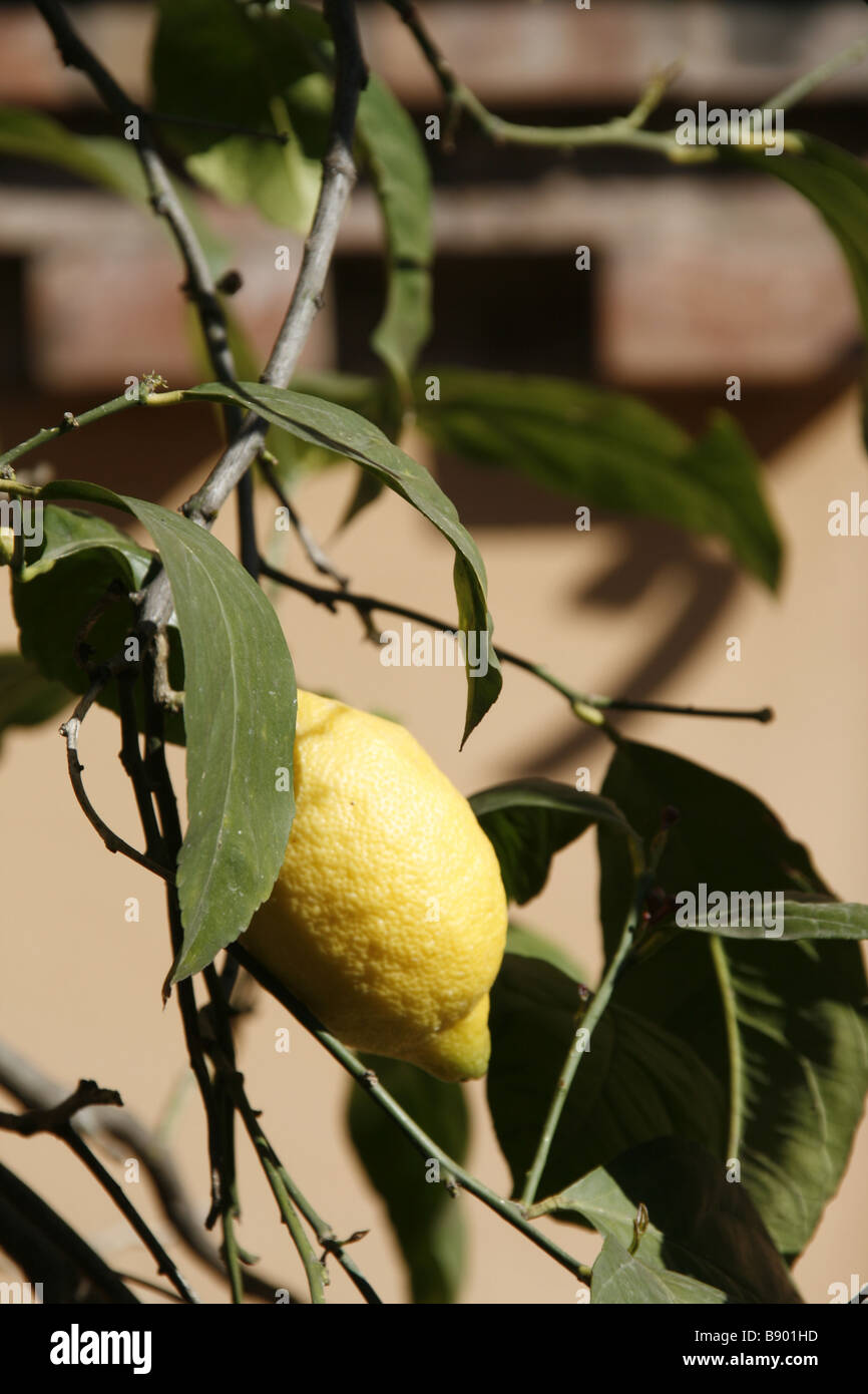 Lemon tree rome italy hi-res stock photography and images - Alamy