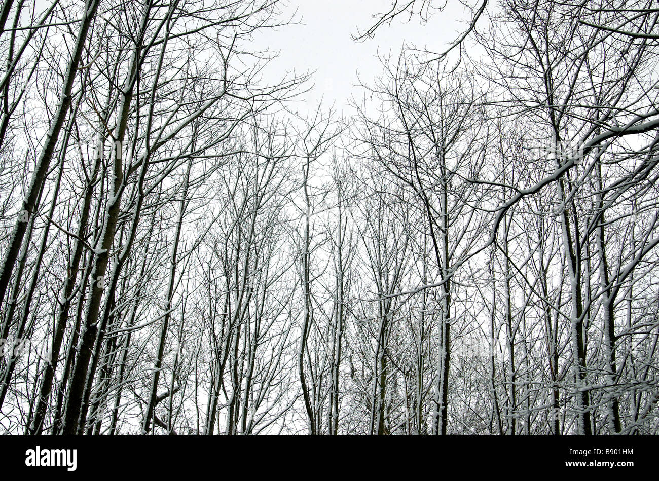 snow winter trees Stock Photo - Alamy