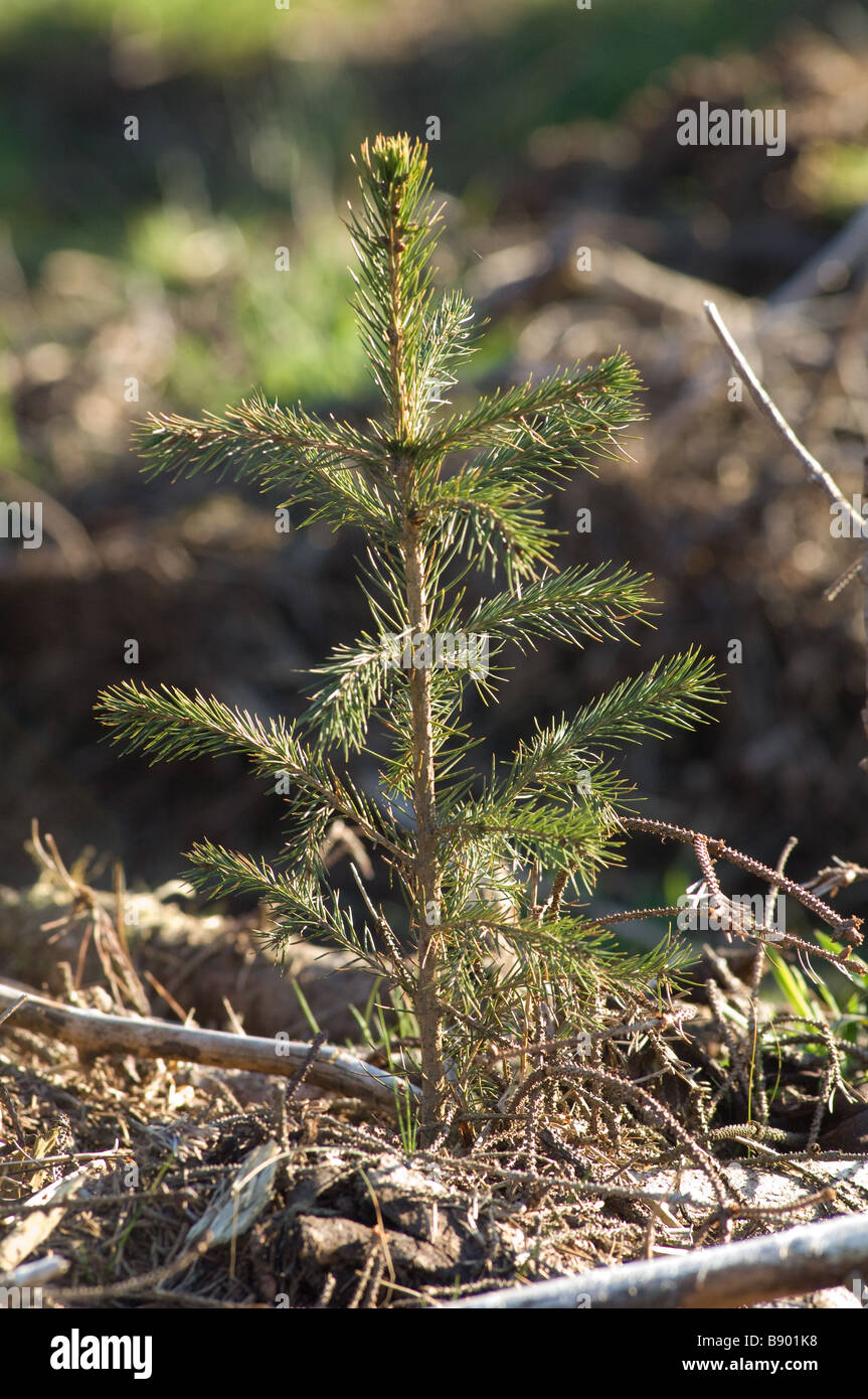 Close up of young Norway spruce (Picea abies) in forestry plantation ...