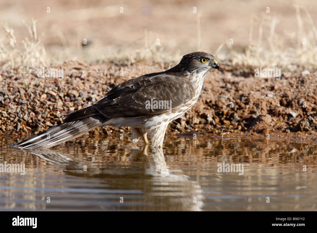 Coopers hawk Accipiter cooperii juvinile Arizona USA winter Stock Photo ...