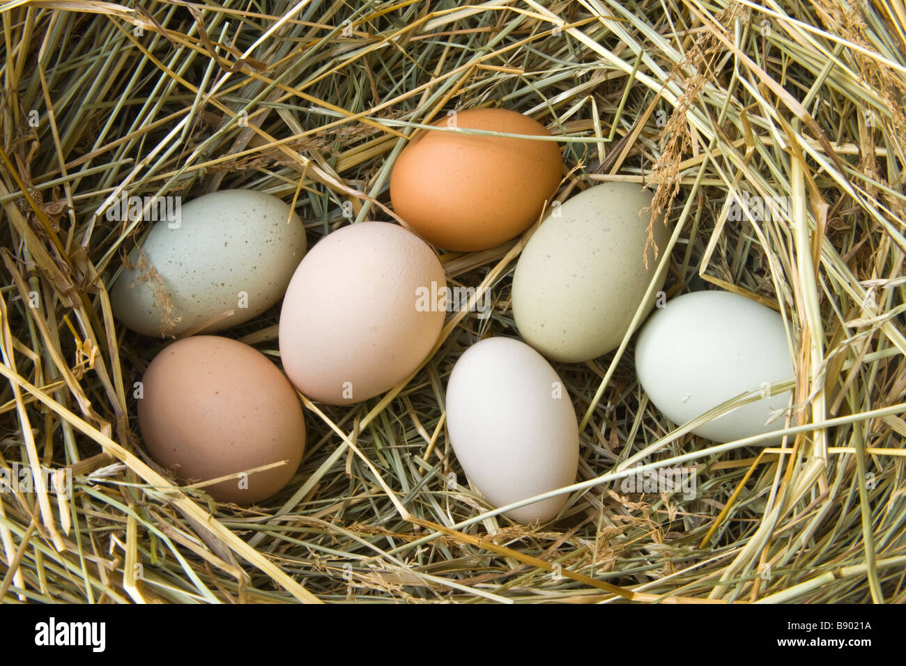 Chicken eggs laying in grass hay Stock Photo - Alamy