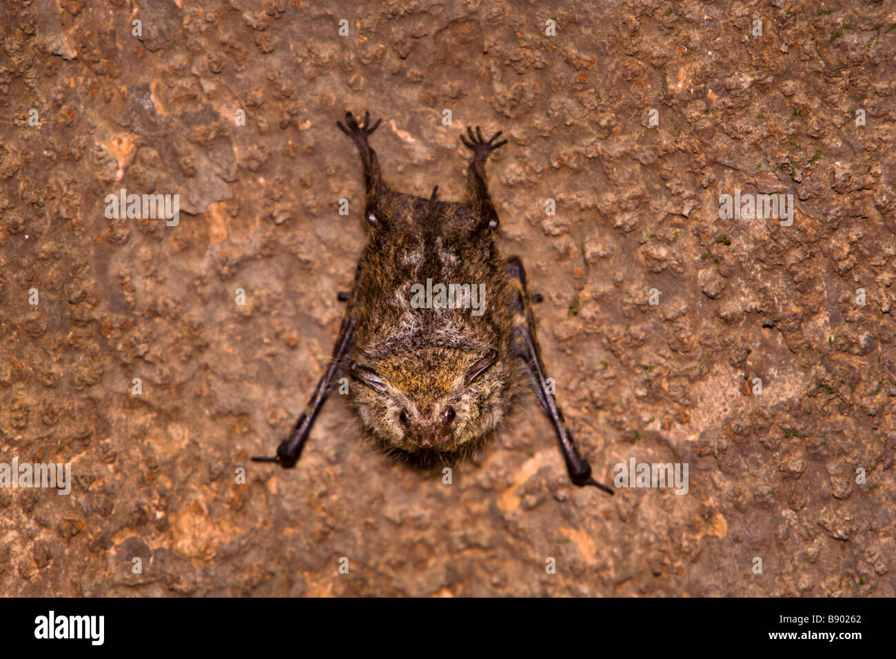 Individual proboscis bat (Rhynchonycteris naso) resting on a tree along ...