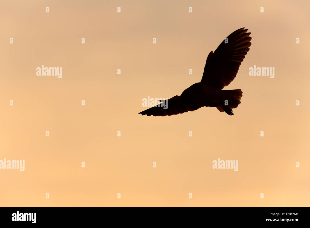 Barn Owl Tyto alba flight hunt sunset Stock Photo - Alamy