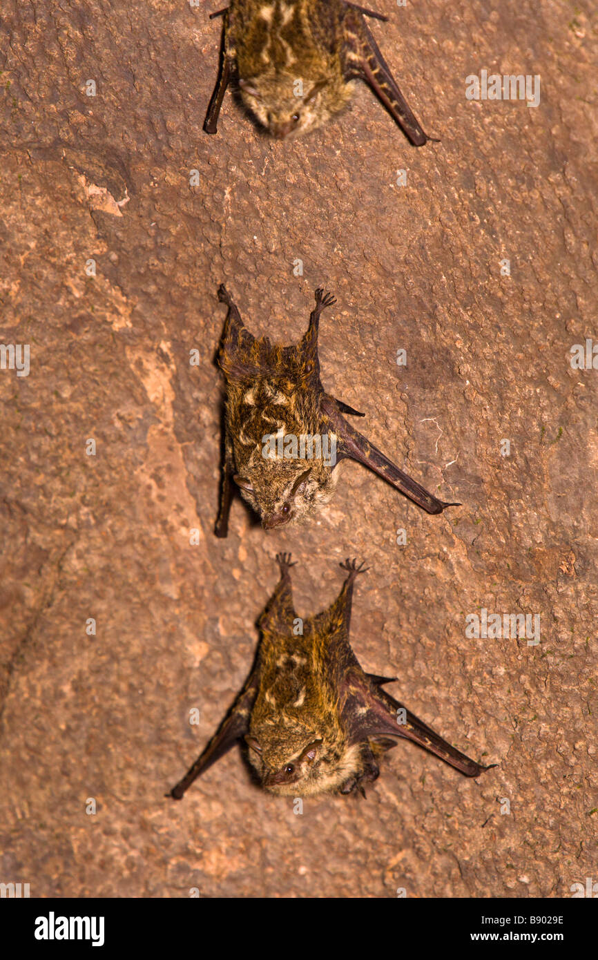 Group of proboscis bats (Rhynchonycteris naso) resting on a tree along ...