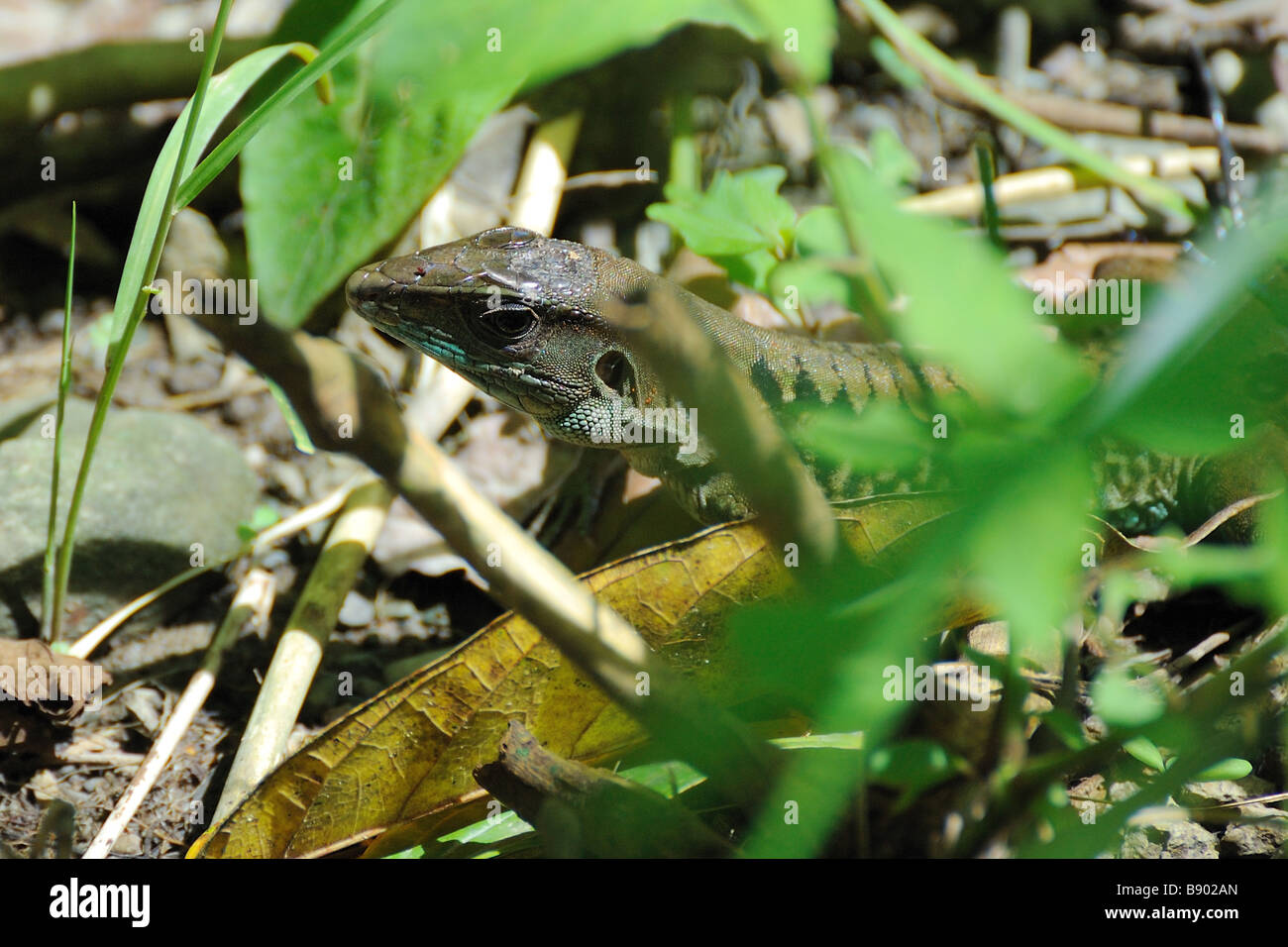 Central American Whiptail Lizard Stock Photo - Alamy