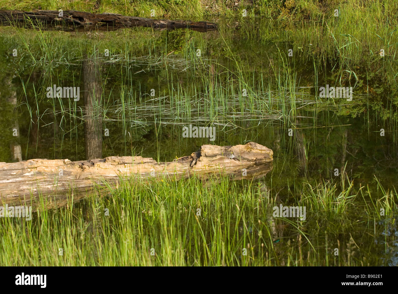 Logs, trees and grass casting a reflection in the still water of a ...