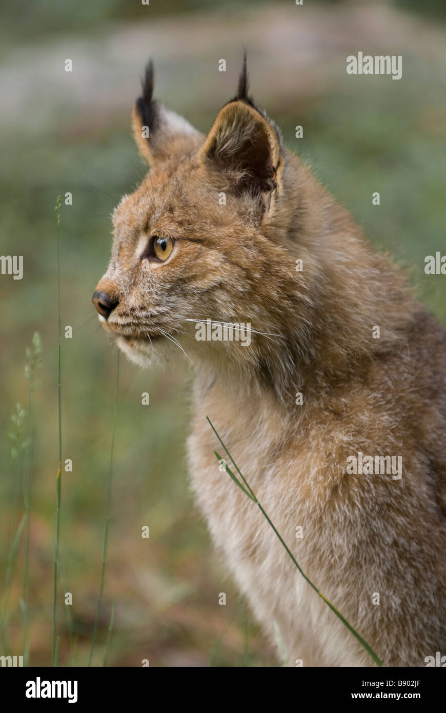 Canadian lynx tree hi-res stock photography and images - Alamy