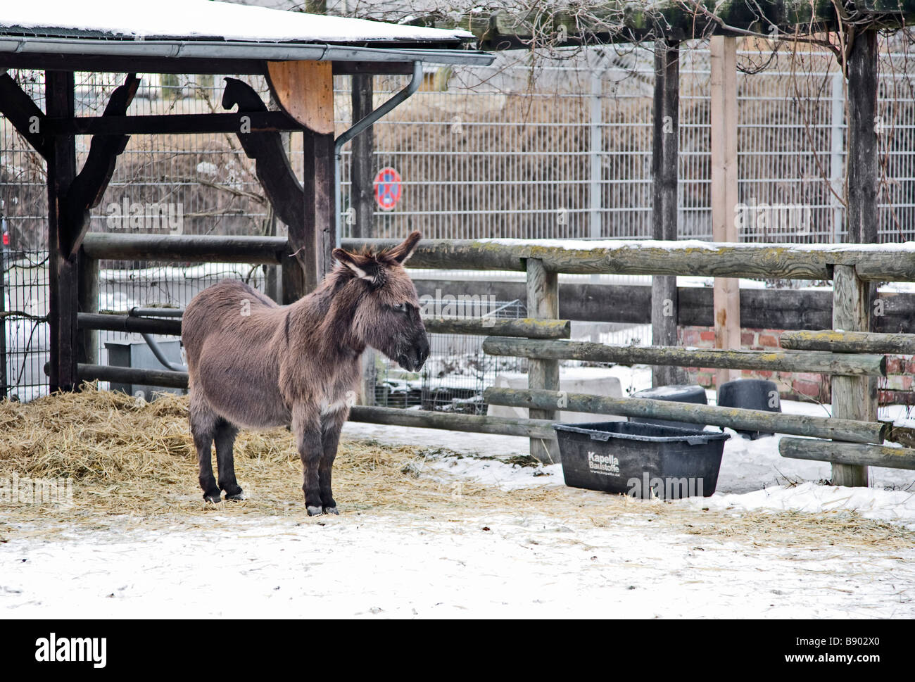 pony in a stable in winter Stock Photo - Alamy