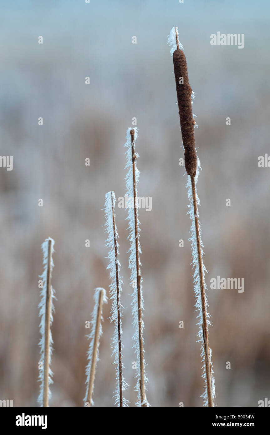 Great reedmace typha latifolia hi-res stock photography and images - Alamy