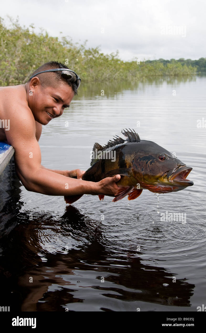 A native guide carefully releases a giant peacock bass back into the ...