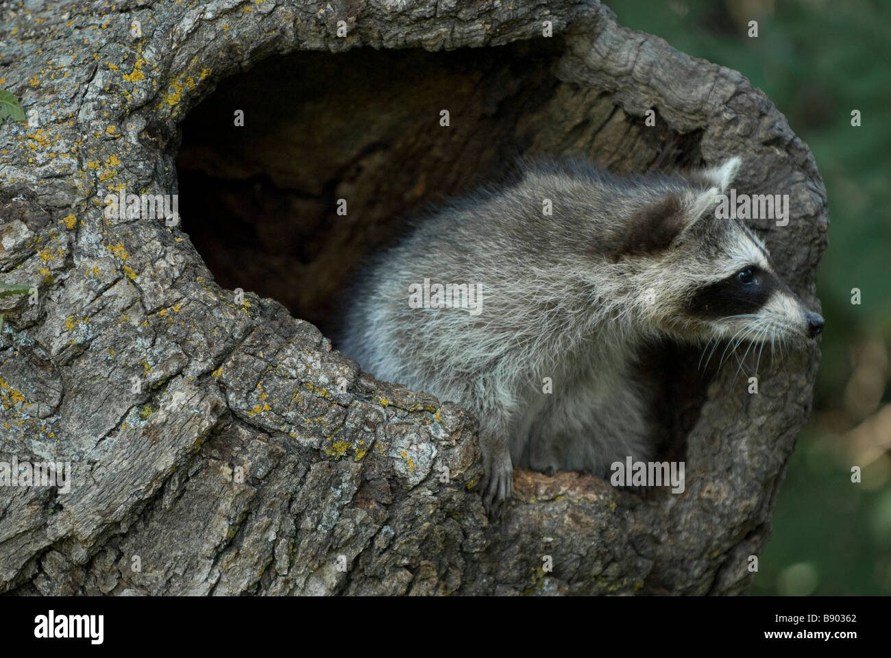 Raccoon in tree hole hi-res stock photography and images - Alamy