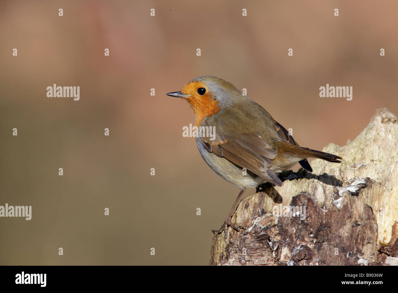 Erithacus rubecula hi-res stock photography and images - Alamy