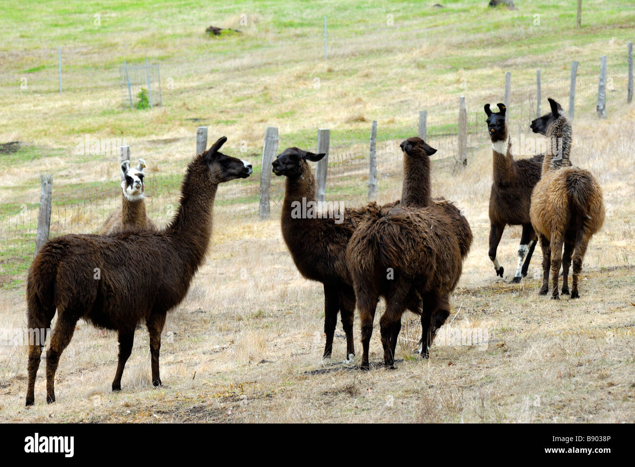 Group of Alpaca at a stud farm near Denmark in Western Australia Stock ...