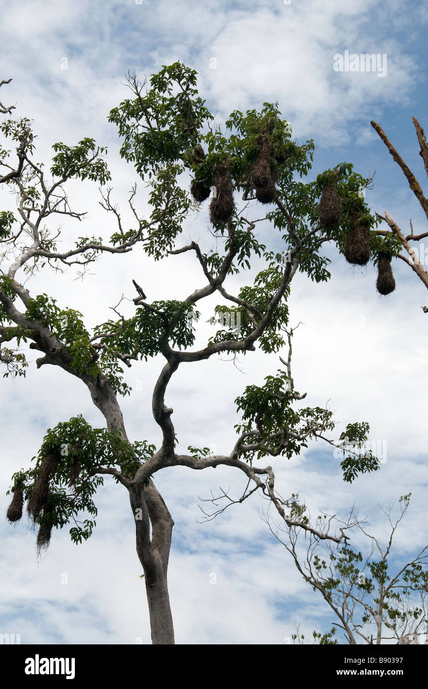 Builds a nest in a tree hi-res stock photography and images - Alamy