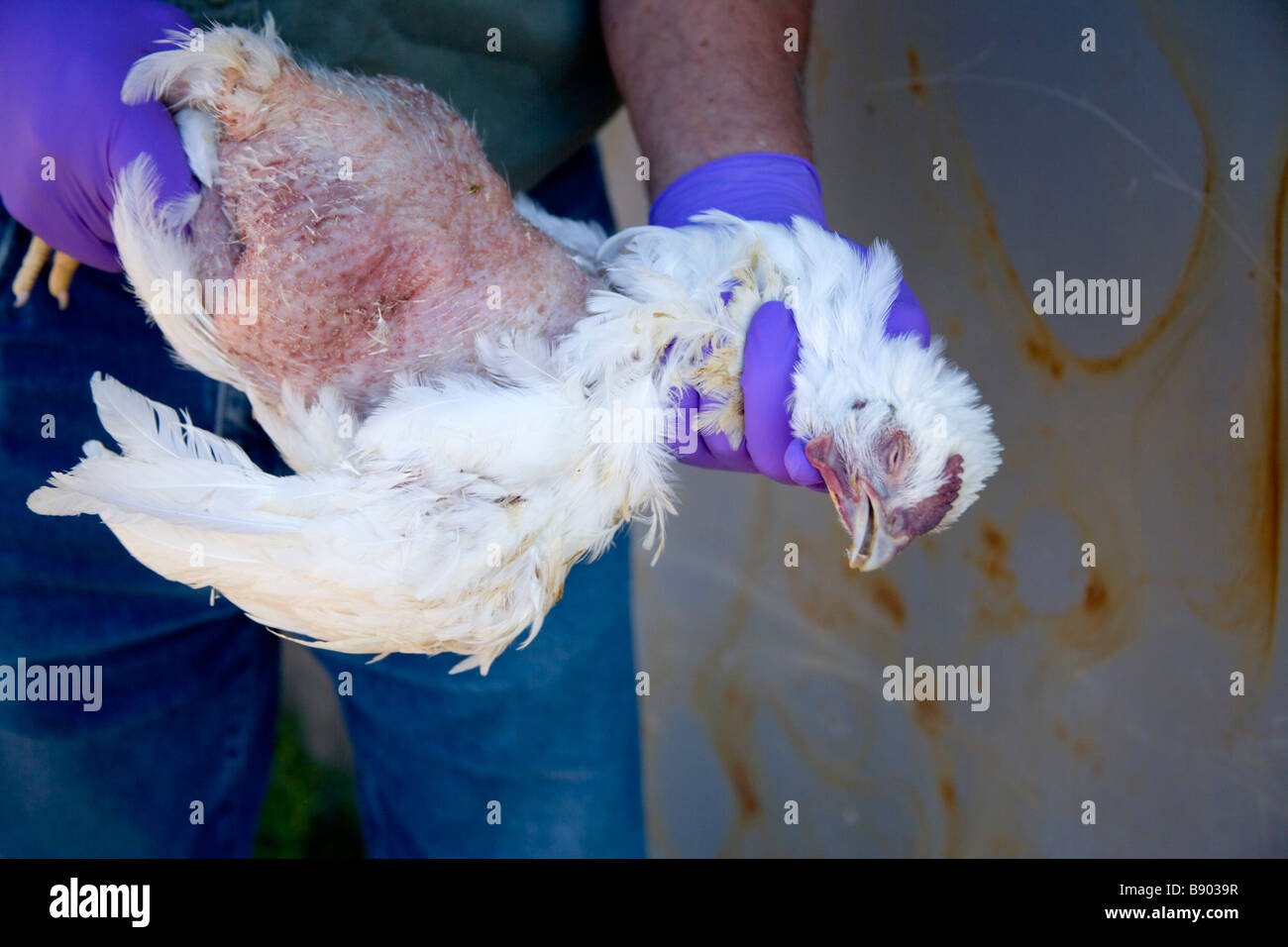 Poultry science hi-res stock photography and images - Alamy