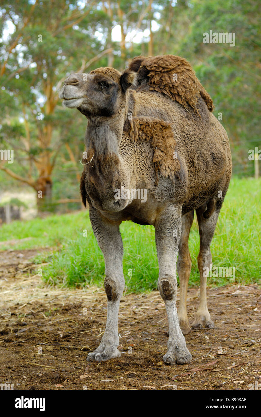 Camel in wildlife sanctuary near Denmark in Western Australia Stock ...