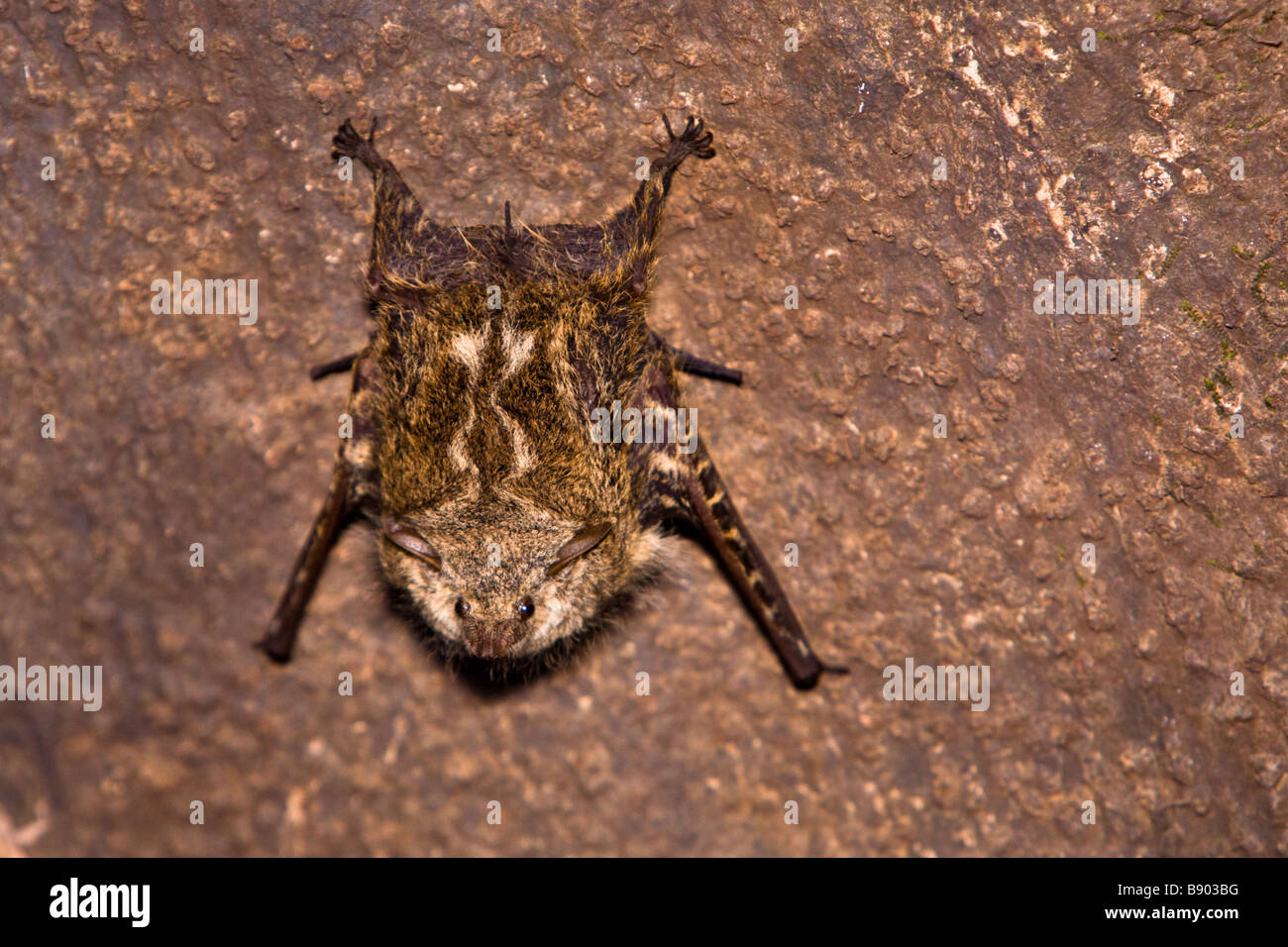 Individual proboscis bat (Rhynchonycteris naso) resting on a tree along ...