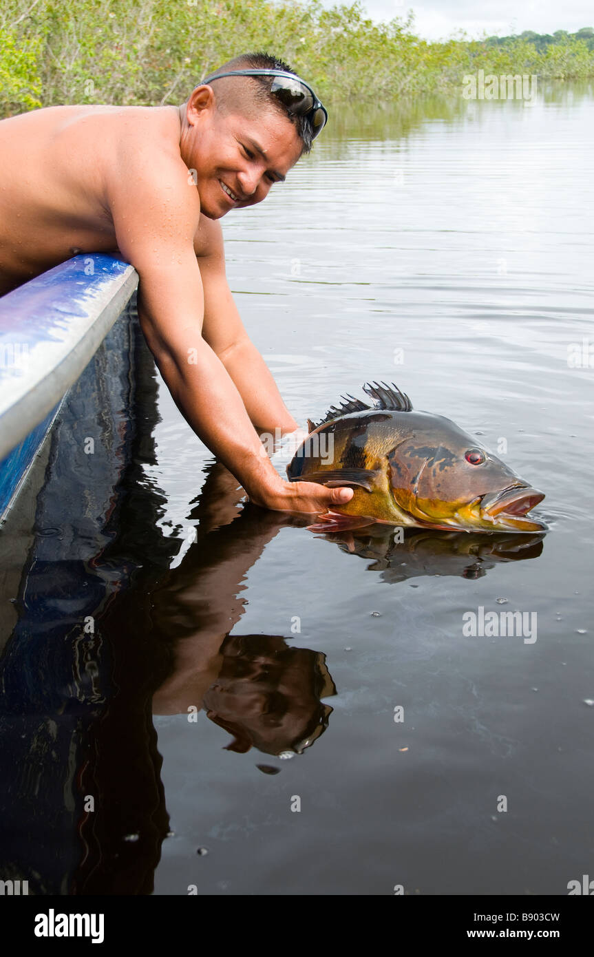 A native guide carefully releases a giant peacock bass back into the ...