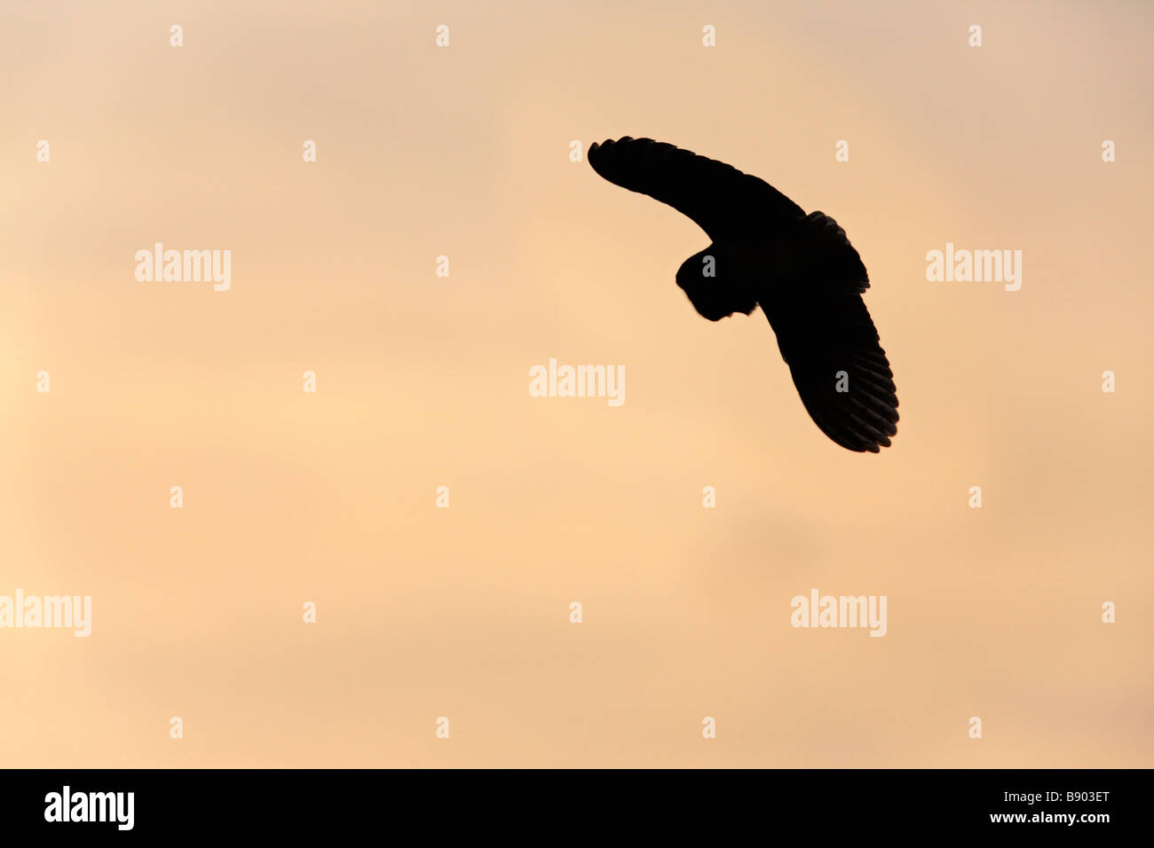 Barn Owl Tyto alba flight hunt sunset Stock Photo - Alamy