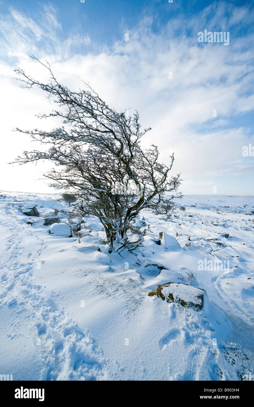 Windswept area hi-res stock photography and images - Alamy