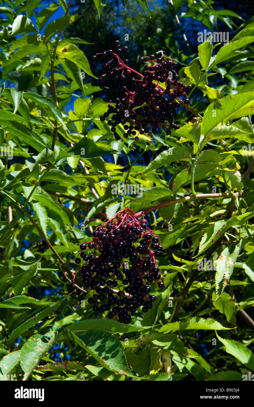 Medicinal plant elder sambucus nigra hi-res stock photography and ...
