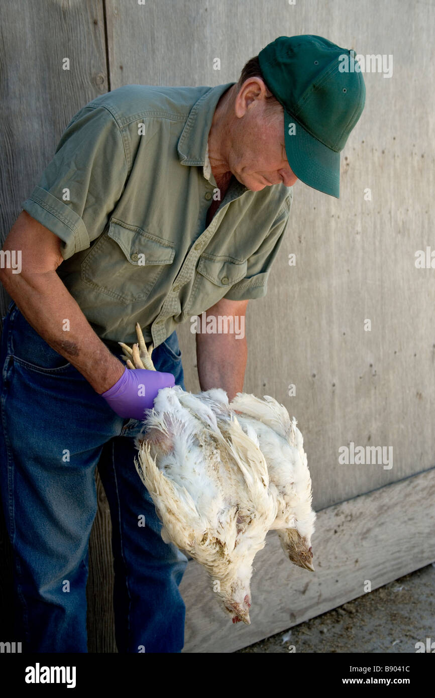 Inspecting Chickens High Resolution Stock Photography and Images - Alamy