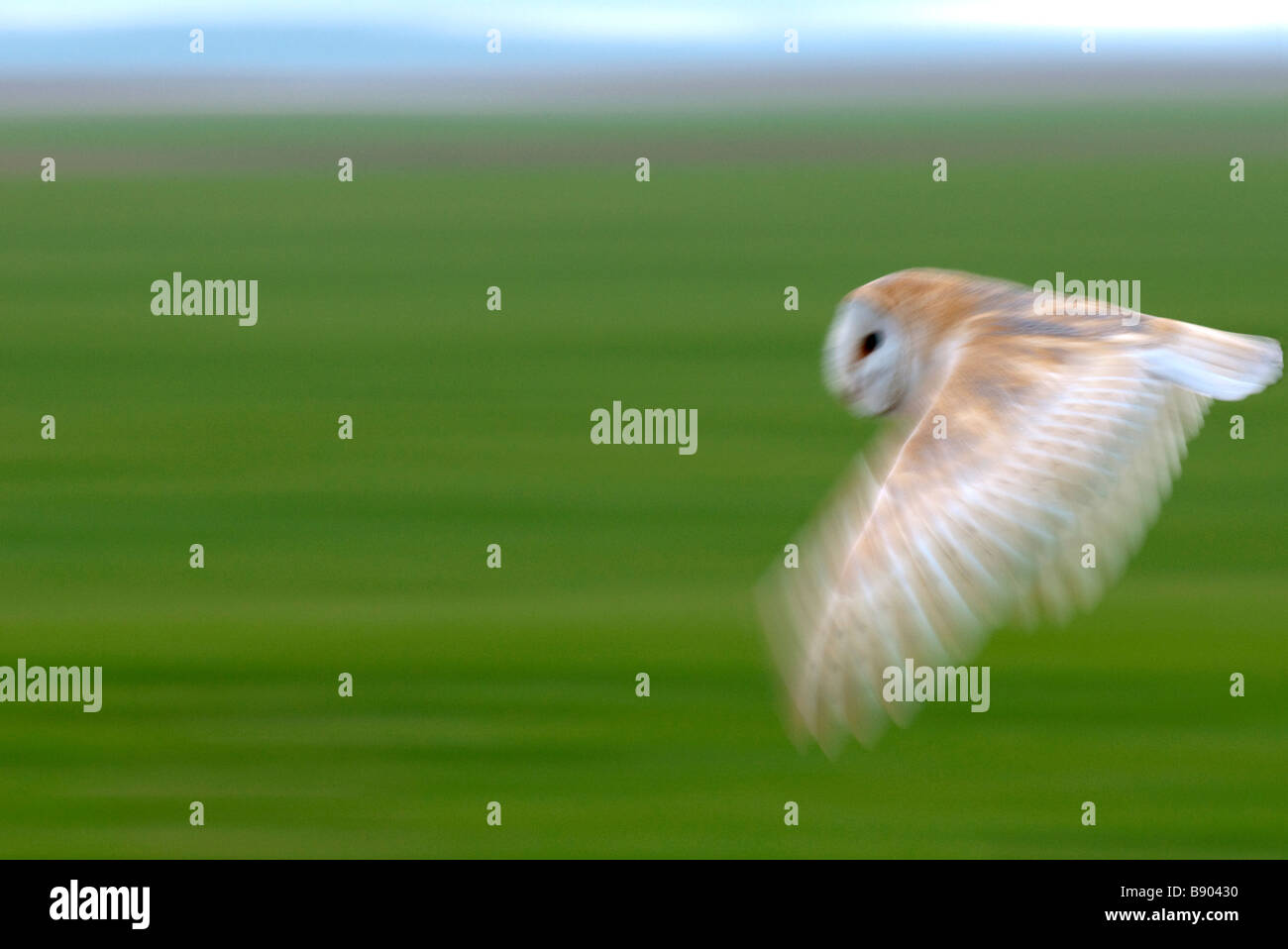 Owl flight movement hi-res stock photography and images - Alamy