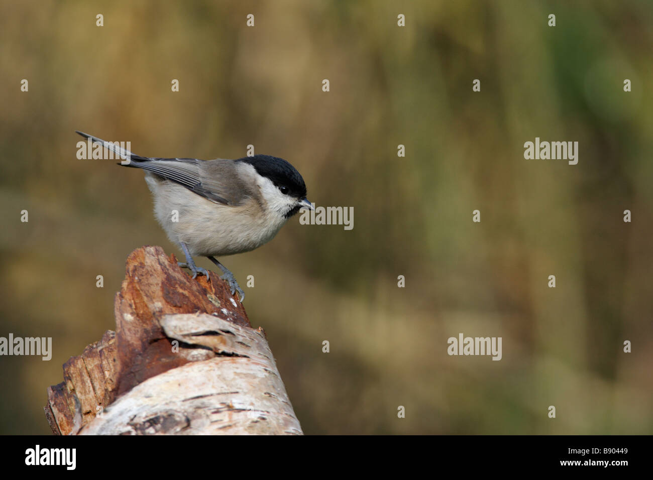 Marsh Tit Poecile palustris Stock Photo - Alamy