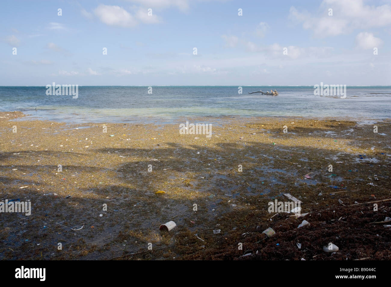 Trash and debris blown onto the shore of Ambergris Caye in Belize Stock ...