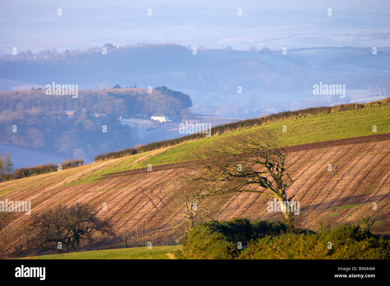 Windswept tree on Raddon Hill with a mist covered rural landscape ...