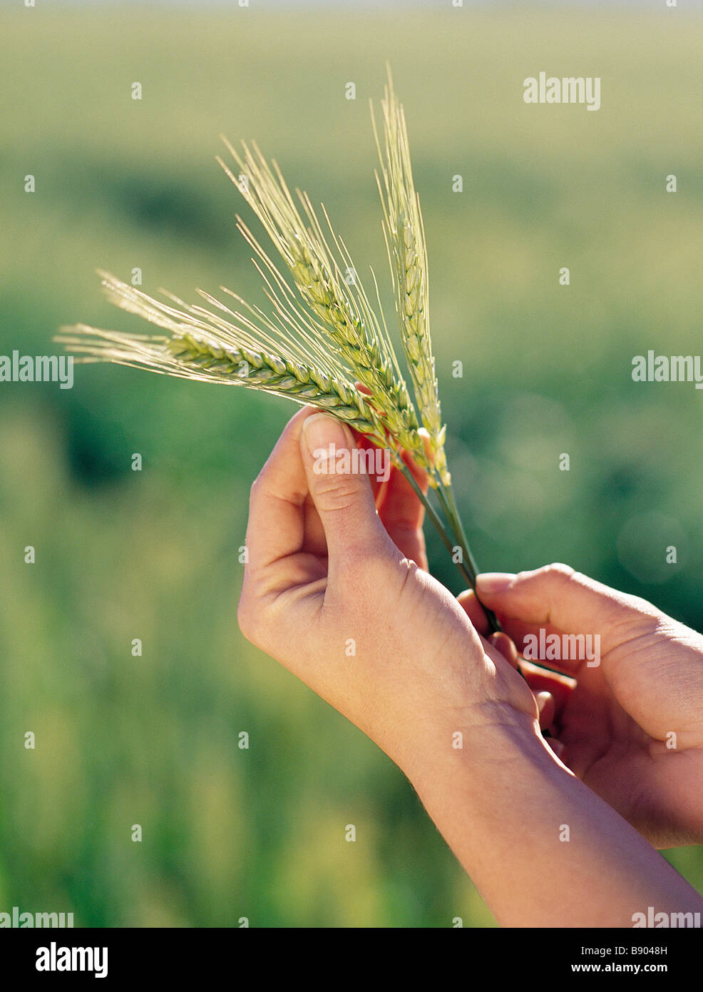 Australian wheat harvest hi-res stock photography and images - Alamy