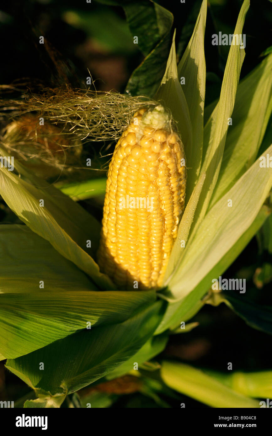 Sweetcorn kernals garden hi-res stock photography and images - Alamy