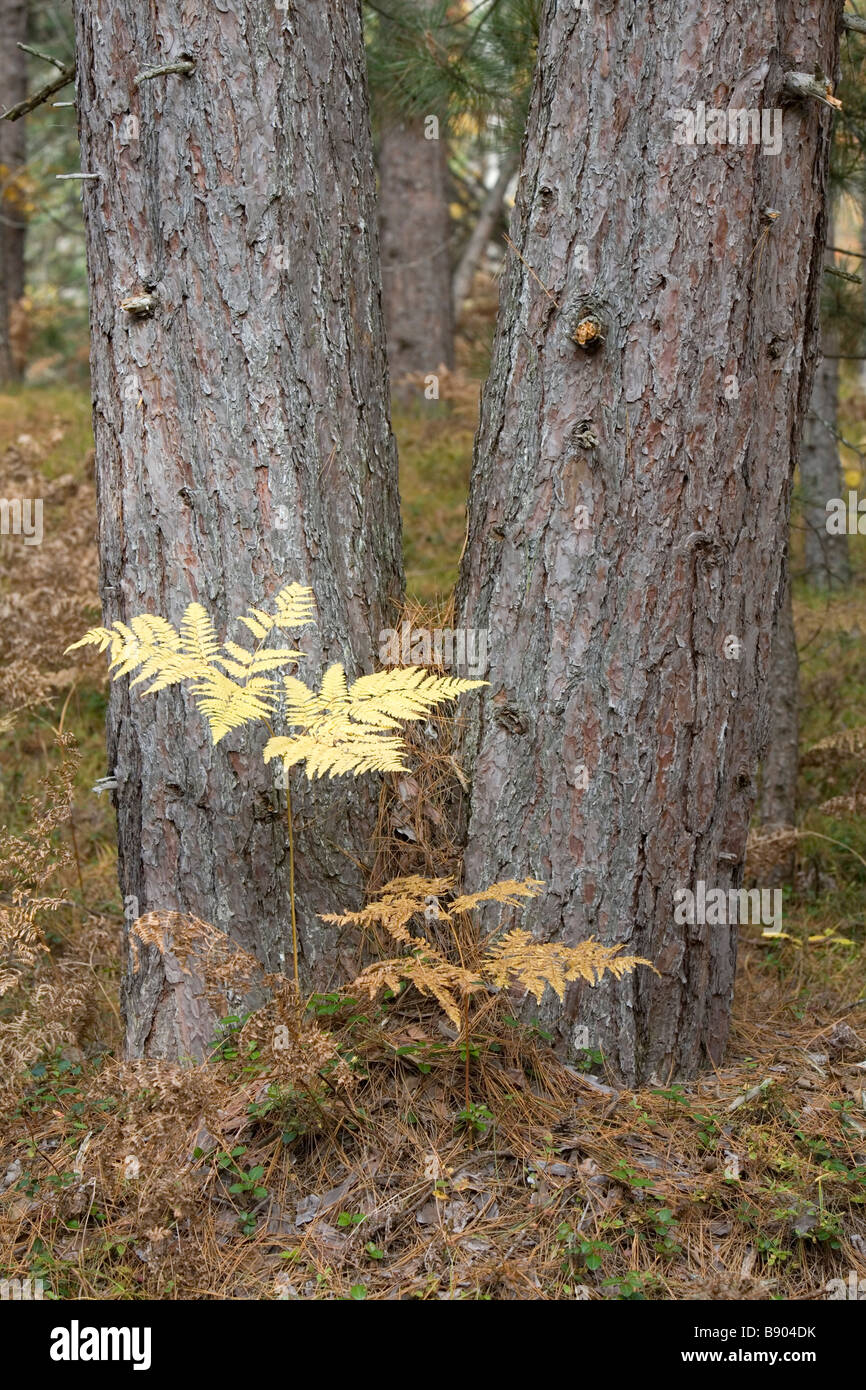 Dead fern against pine trunks Stock Photo - Alamy