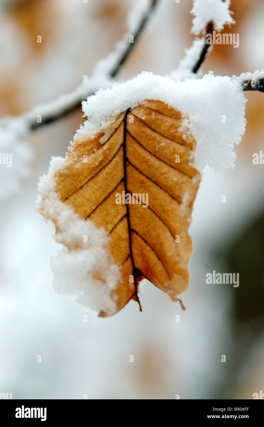 snow leaf winter Stock Photo - Alamy