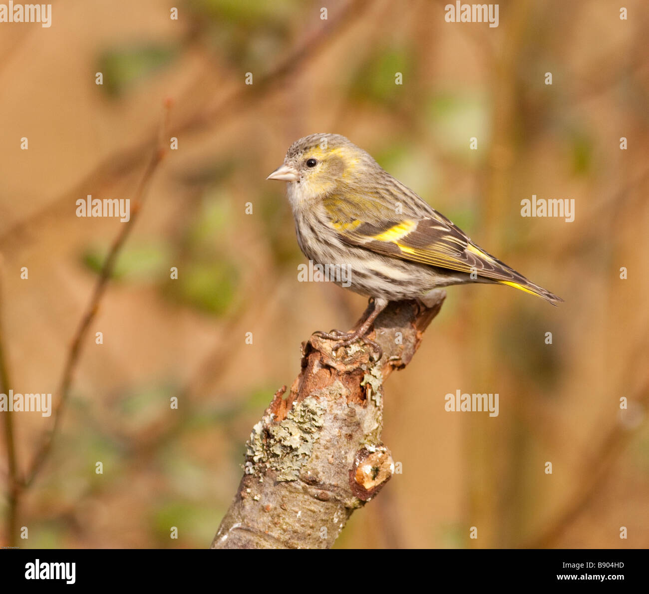 Female siskin hi-res stock photography and images - Alamy