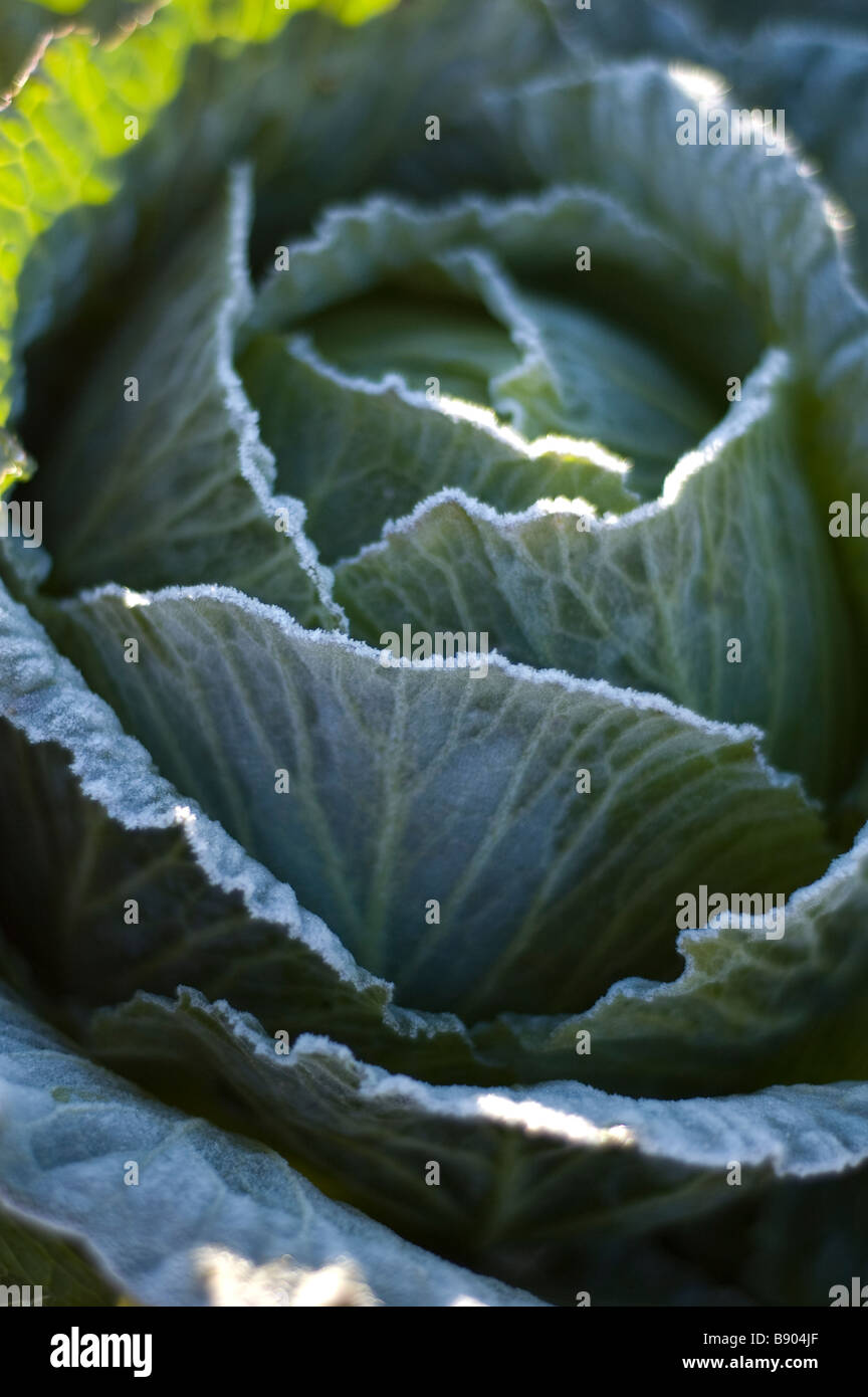 cabbage in frost Stock Photo - Alamy
