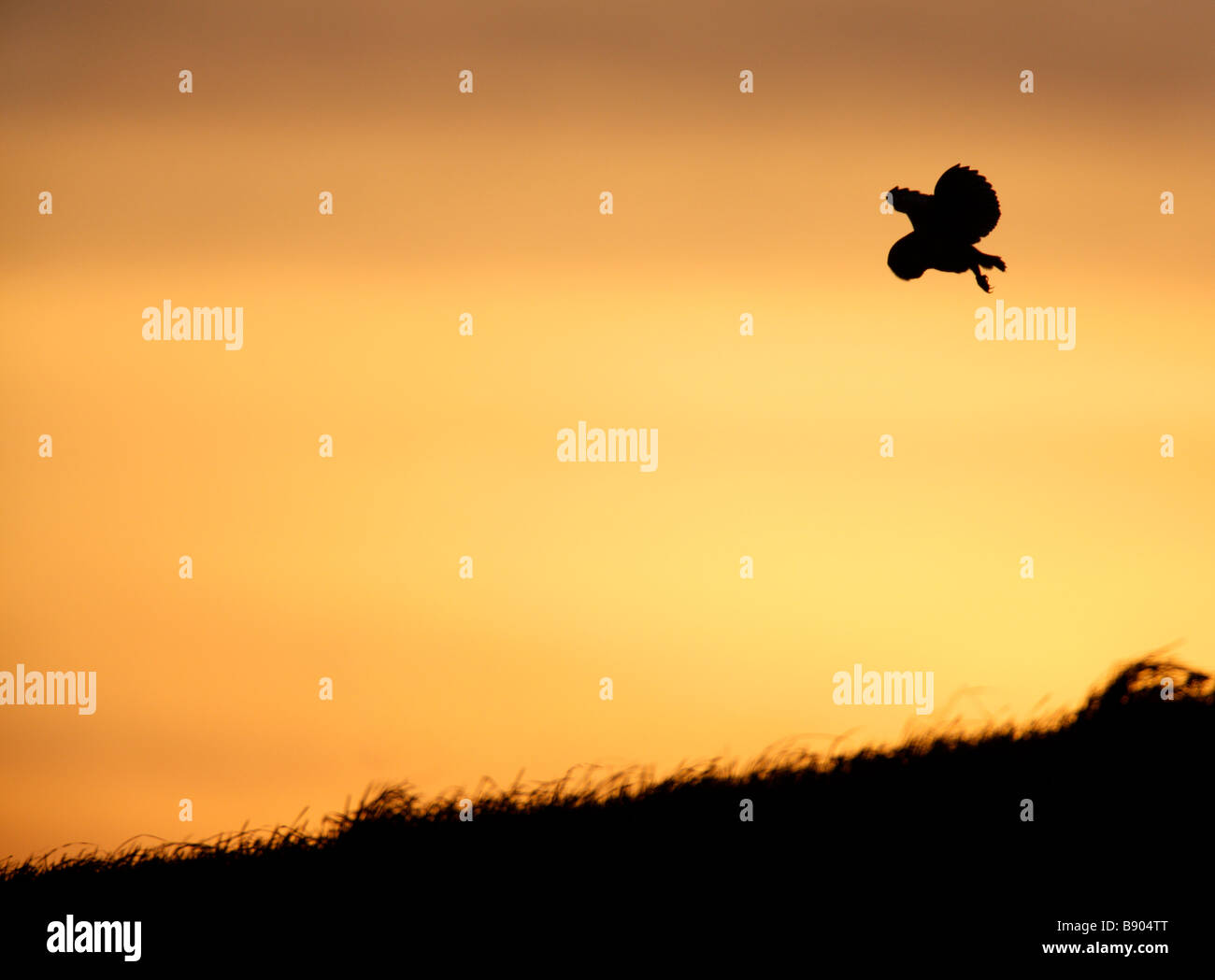 Barn Owl Tyto alba flight hunt sunset Stock Photo - Alamy