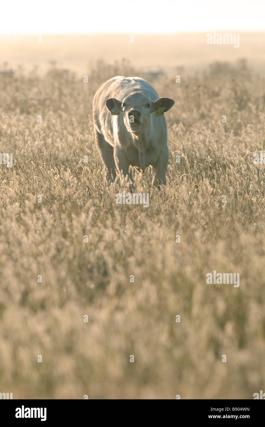 Calf cow call hi-res stock photography and images - Alamy
