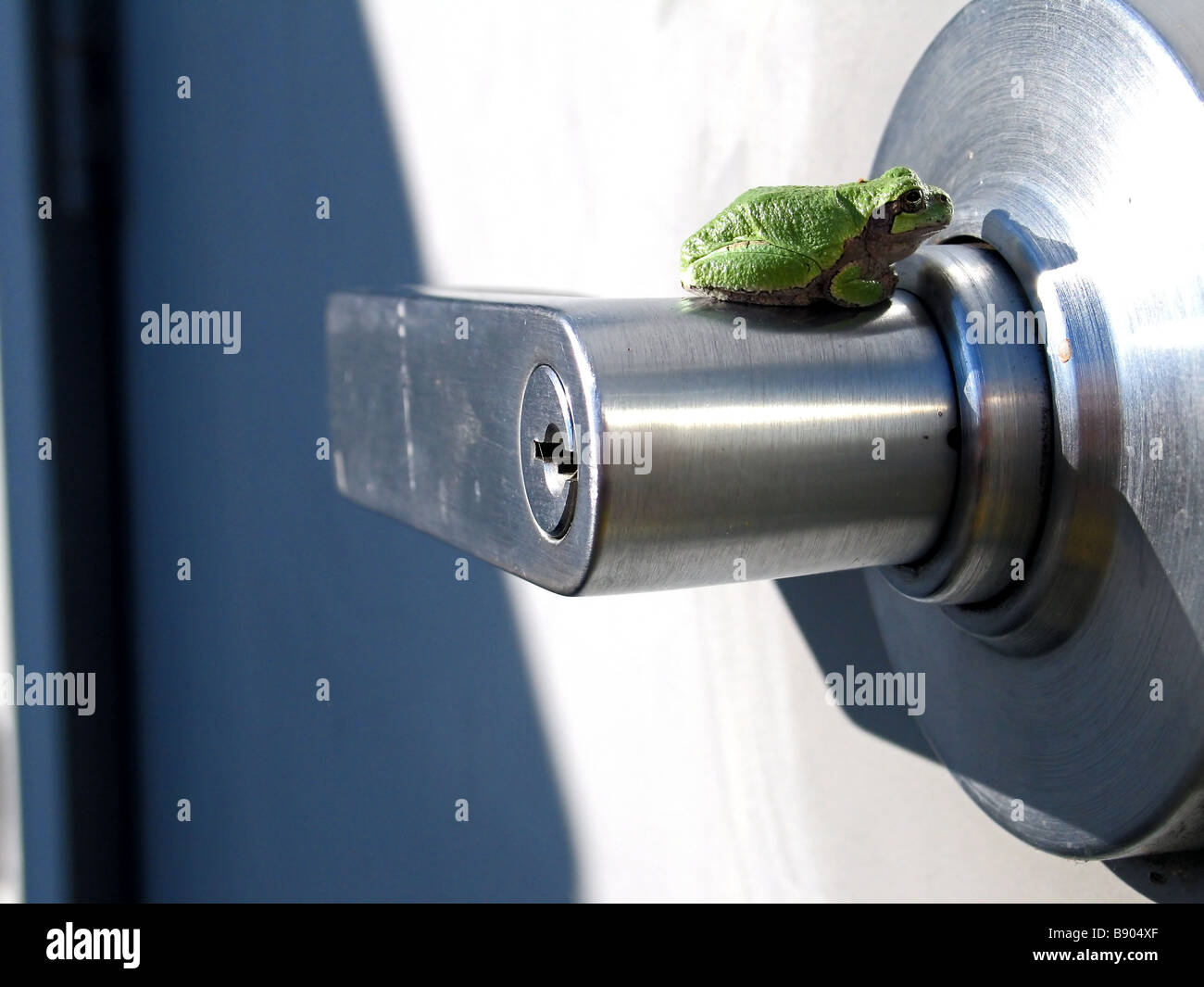 Frog toad green hi-res stock photography and images - Alamy