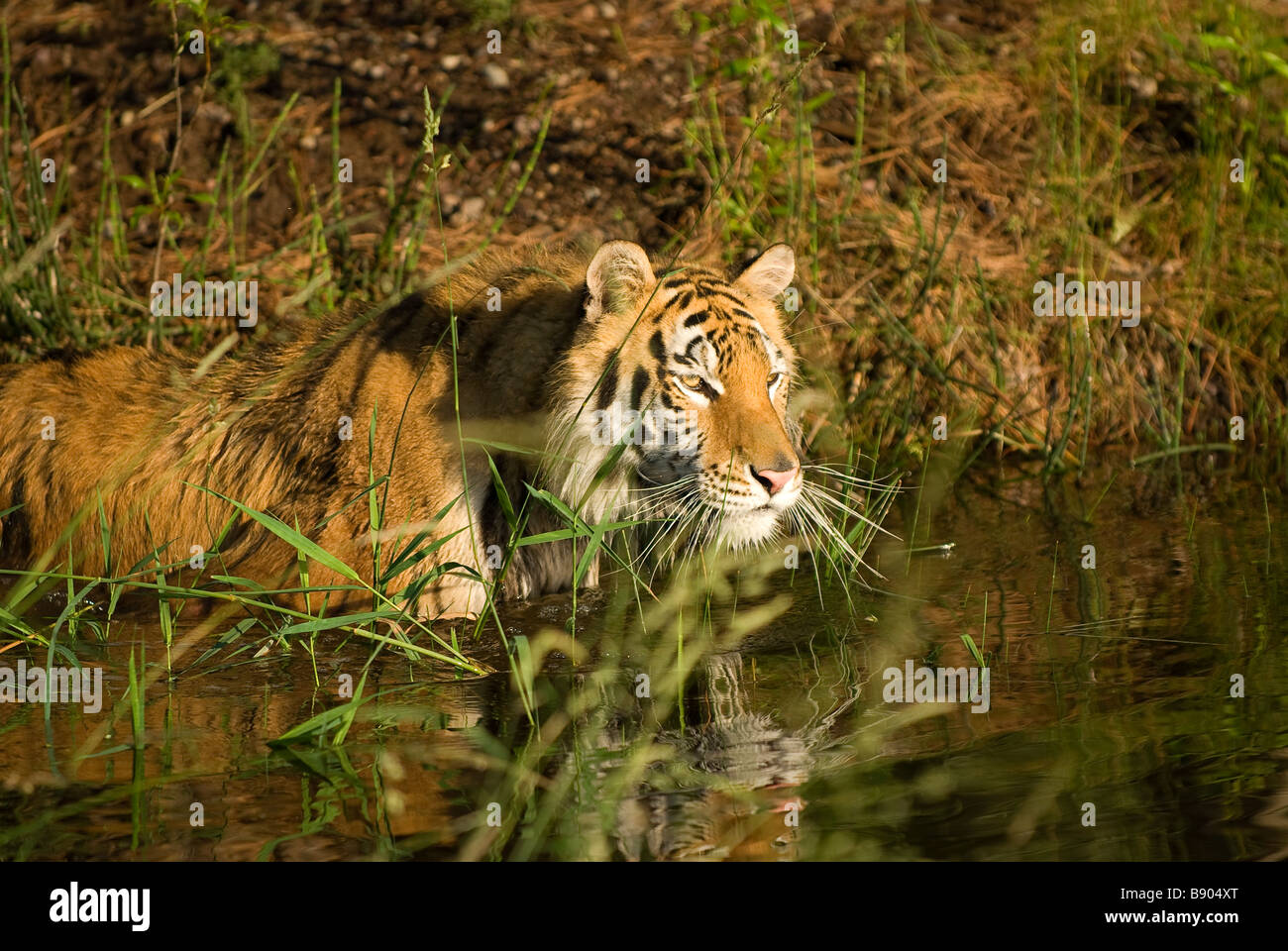 A tiger stalking its prey hi-res stock photography and images - Alamy