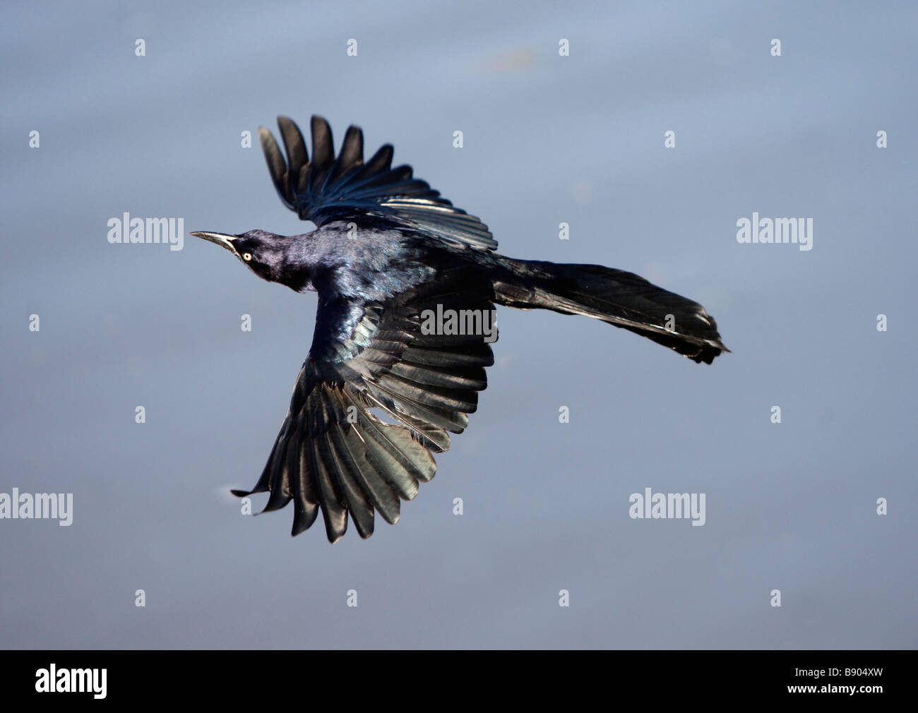 Male great tailed grackle hi-res stock photography and images - Alamy