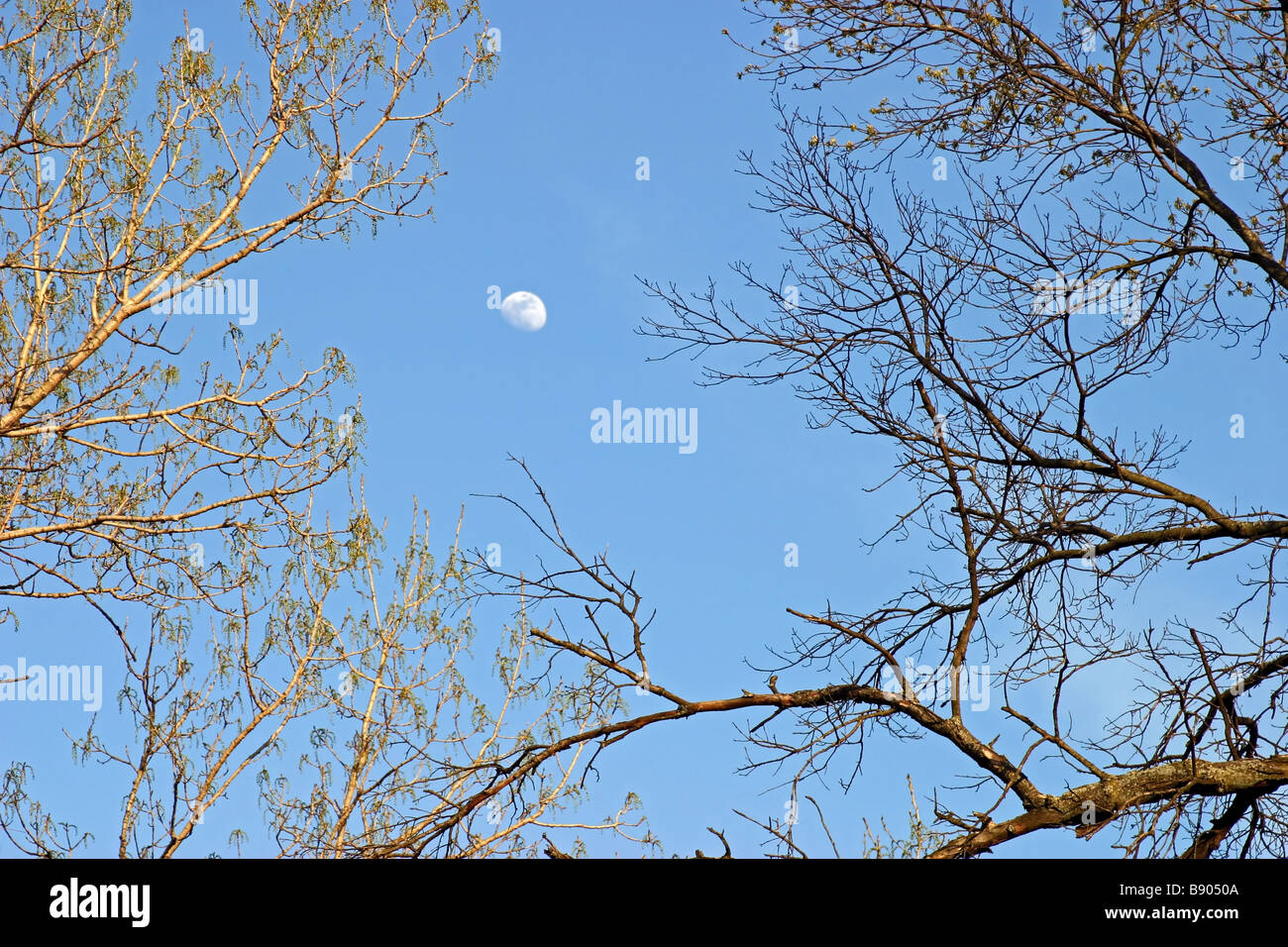 Daylight Moon Through Trees Stock Photo - Alamy