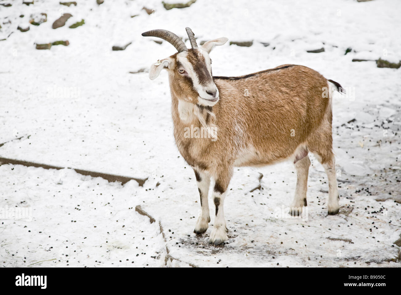 goat in snow Stock Photo - Alamy