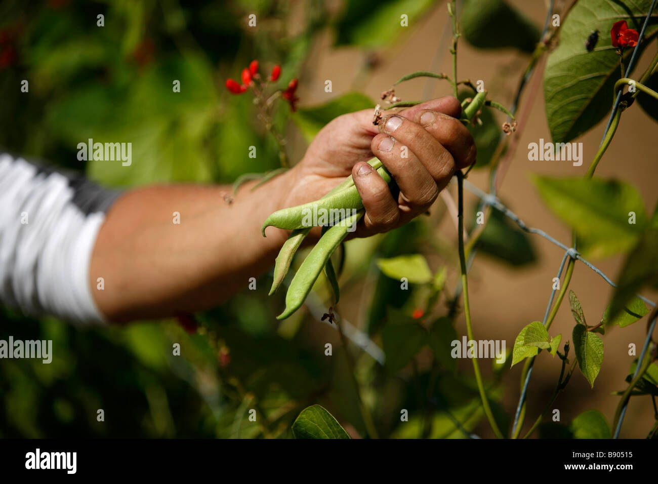 A man's hand holds a bunch of long green beans growing on their vine on ...