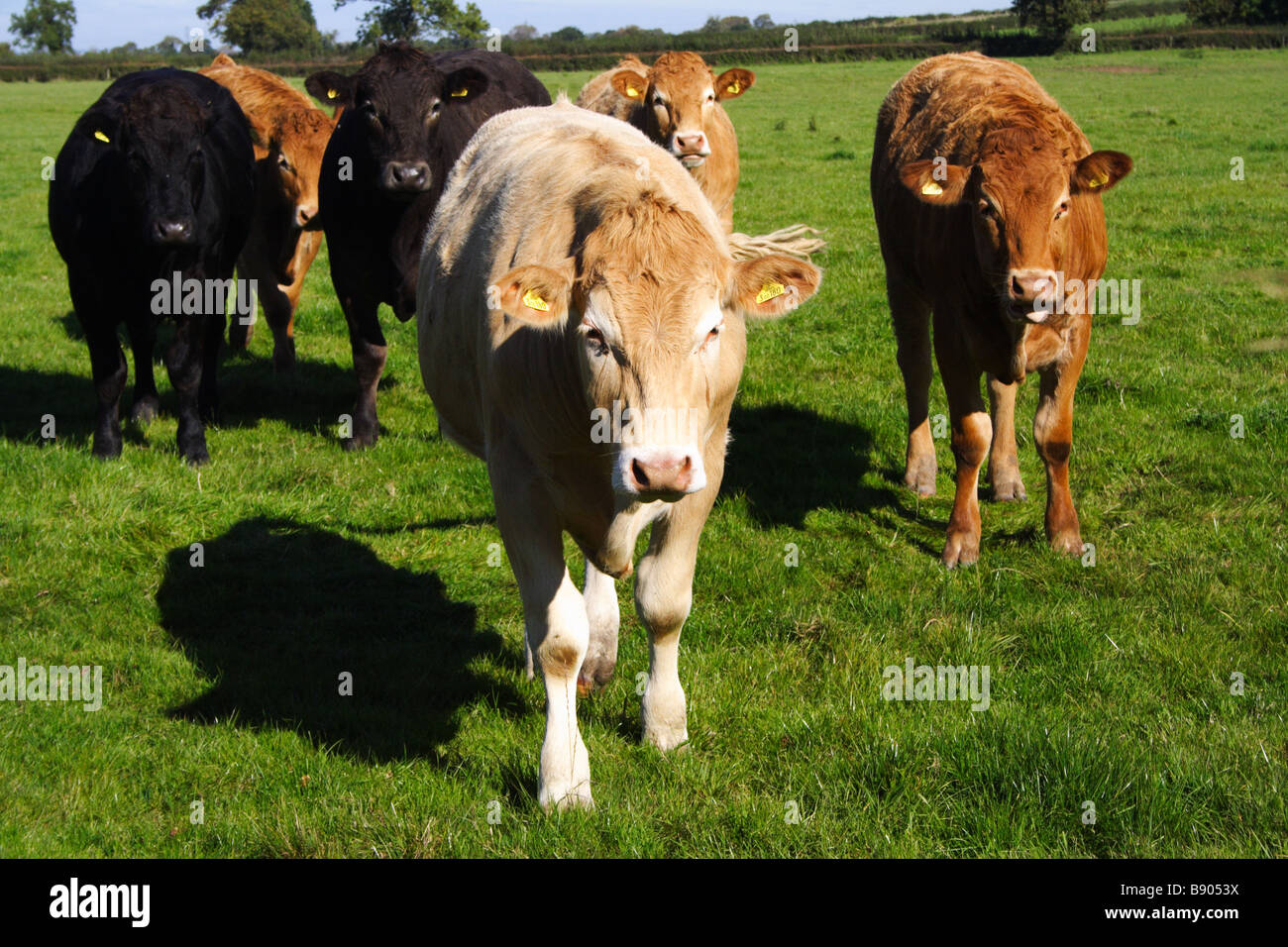 Curious cows in a field Stock Photo - Alamy