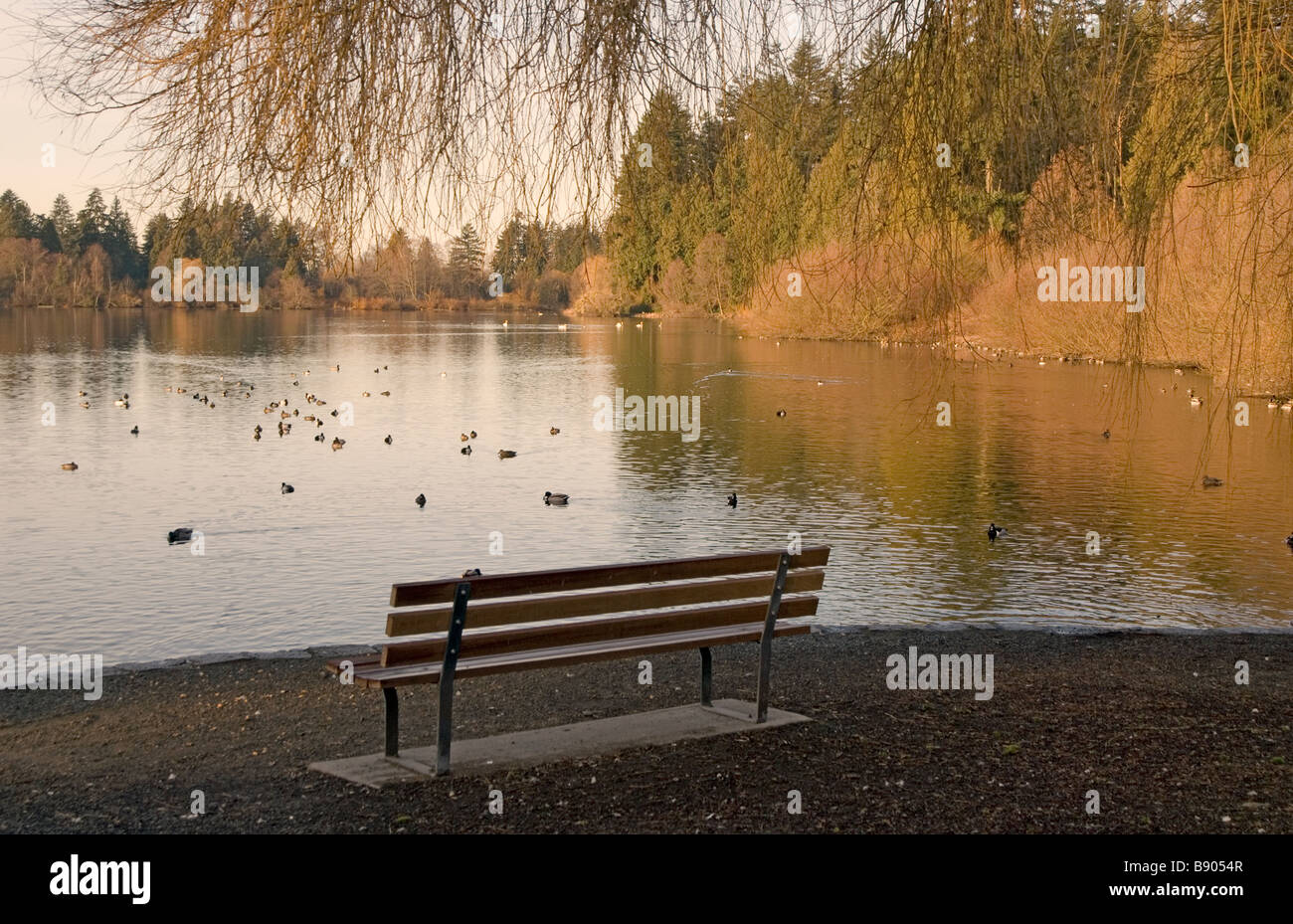 Bench overlooking pond hi-res stock photography and images - Alamy