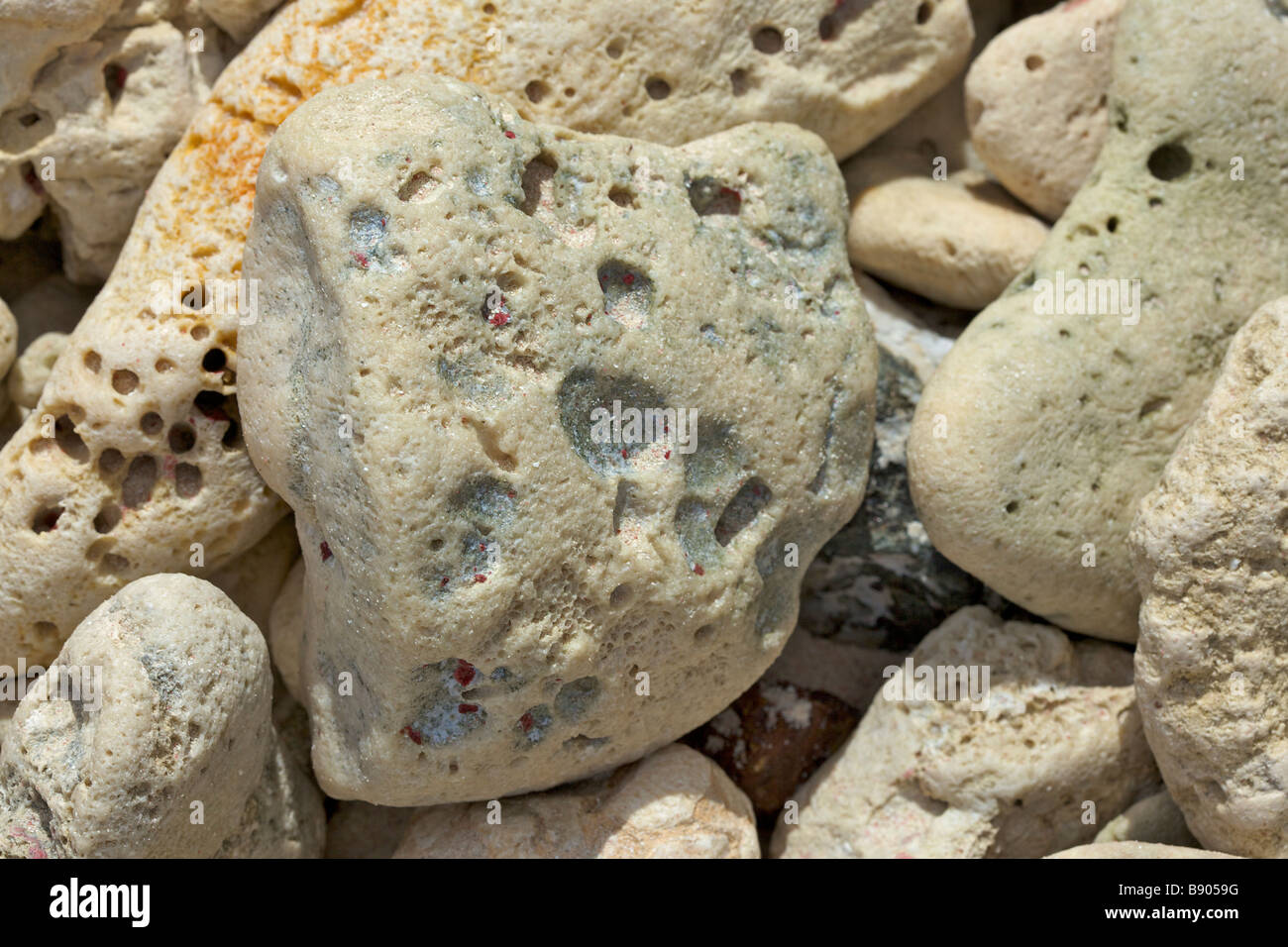Dead coral caribbean hi-res stock photography and images - Alamy