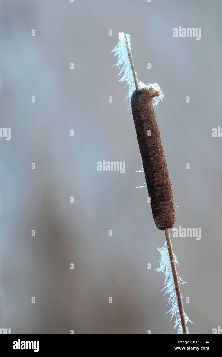 Reedmace typha latifolia hi-res stock photography and images - Alamy